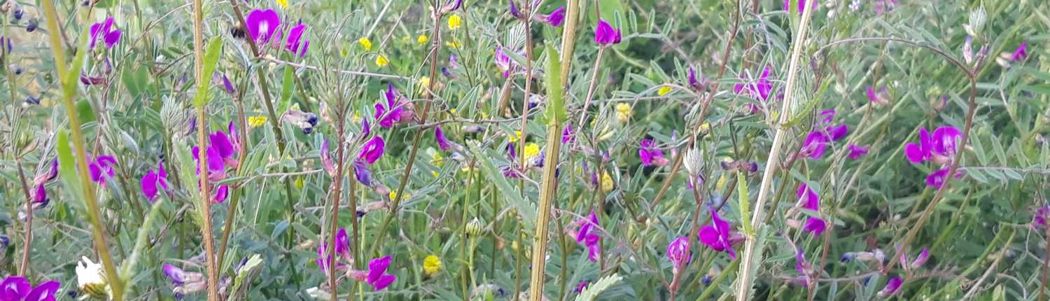 Een kruidenweide & IJslanders - Landerade